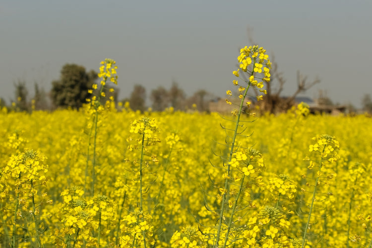 How Wood Pressed Mustard Oil from Padma Devi Can Transform Your Cooking ...